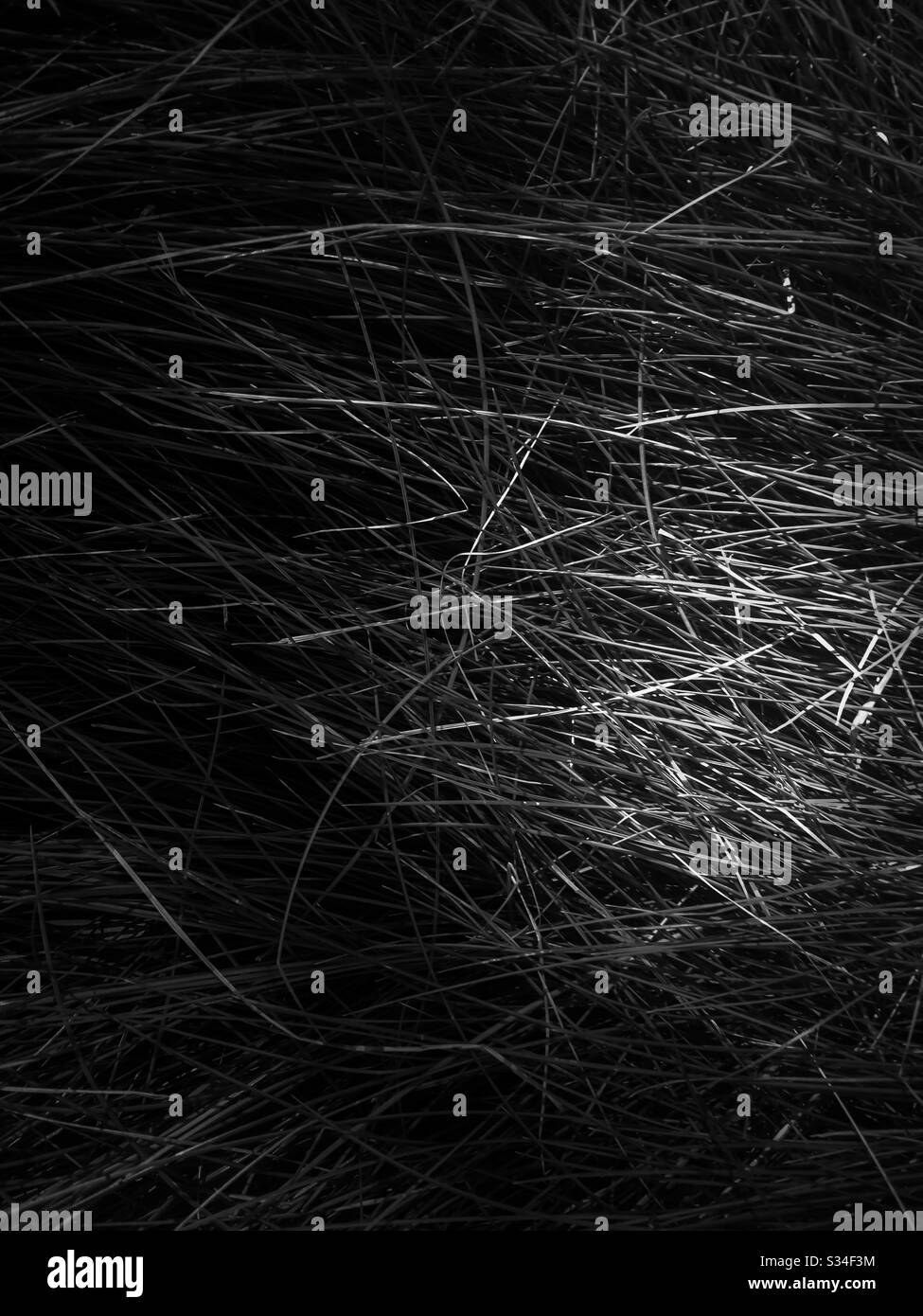 Closeup grass field texture in black and white Stock Photo - Alamy