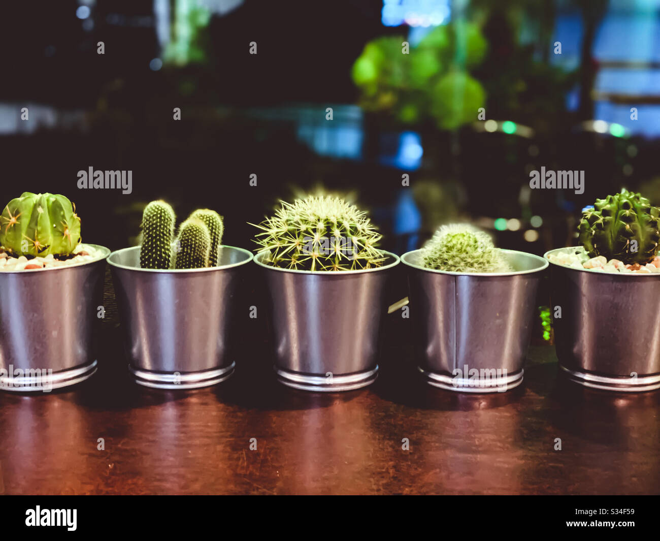 Potted cactus hi-res stock photography and images - Alamy