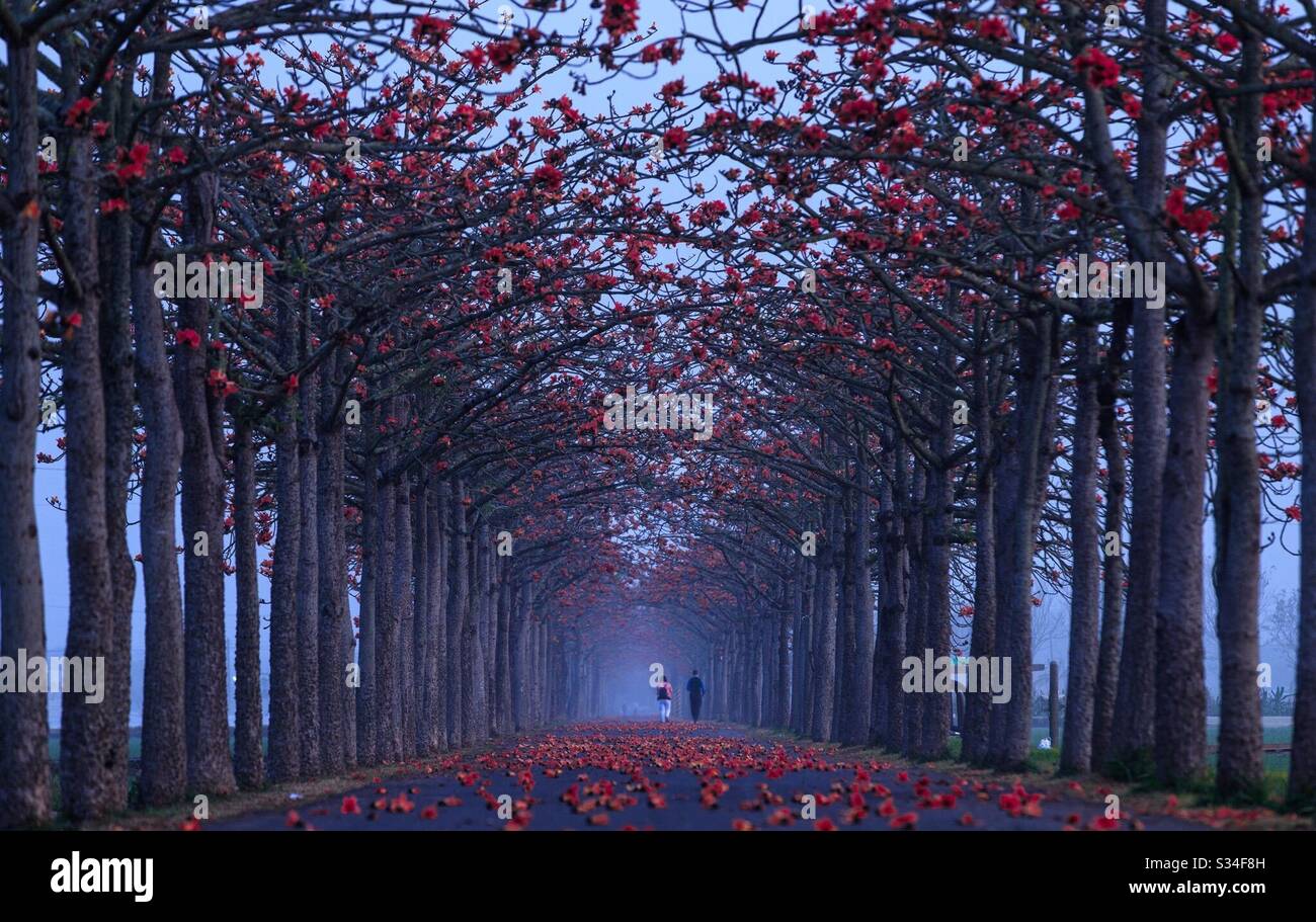 Row of red flowers Stock Photo - Alamy