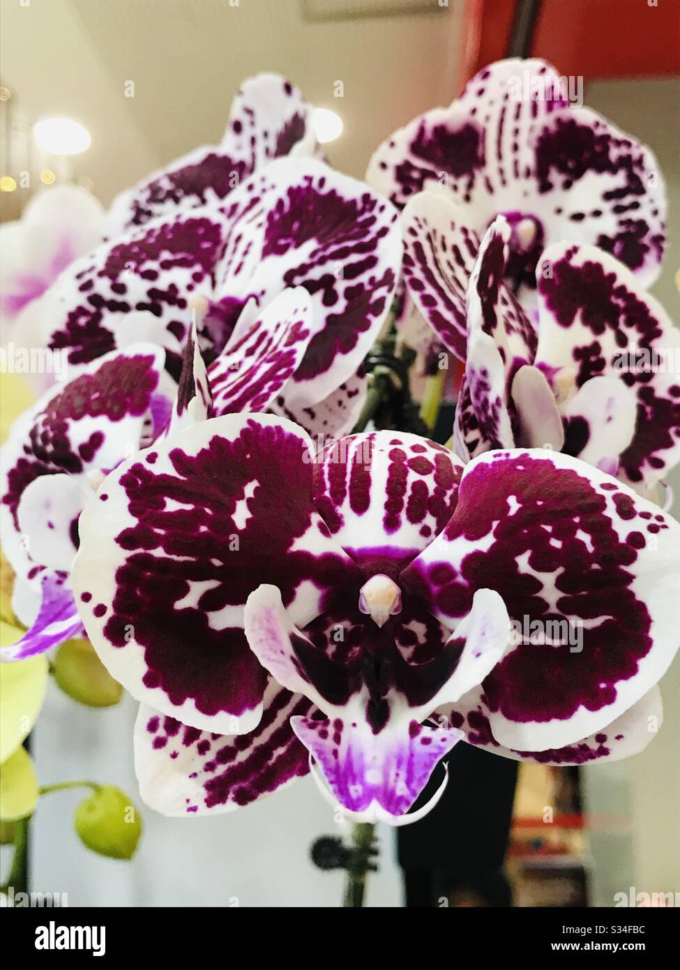 Maroon white flower hi-res stock photography and images - Alamy