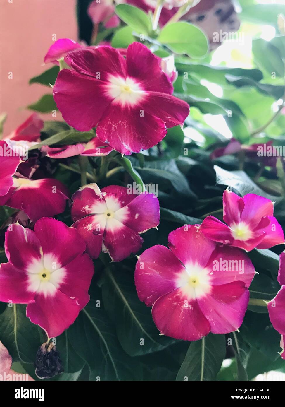 Periwinkle indian plant hi-res stock photography and images - Alamy