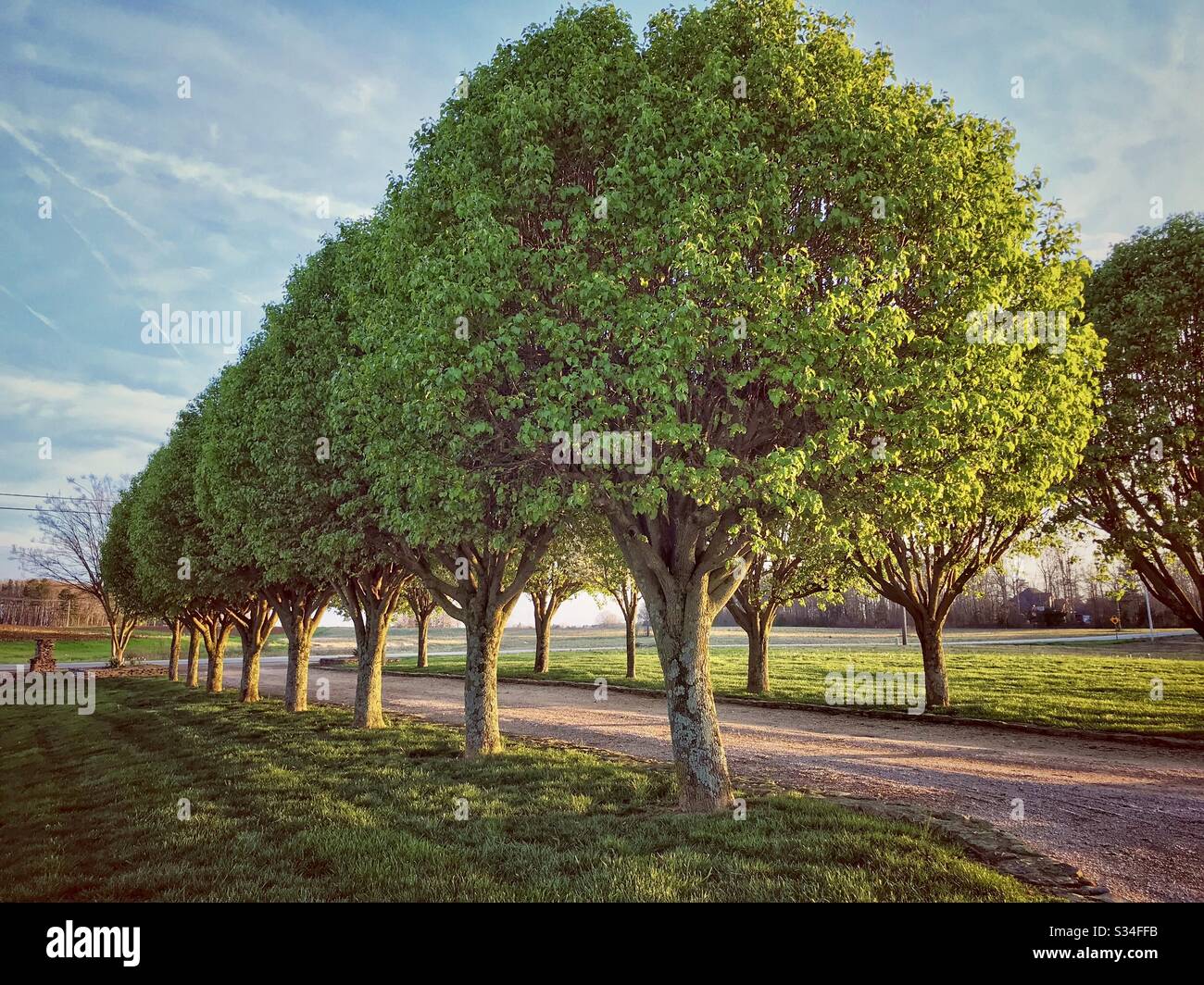 Sunlit trees line country lane in North Carolina spring Stock Photo - Alamy