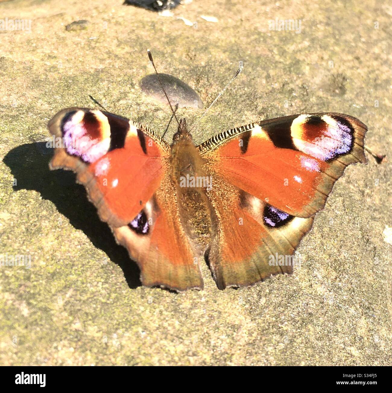 Spring wings hi-res stock photography and images - Alamy