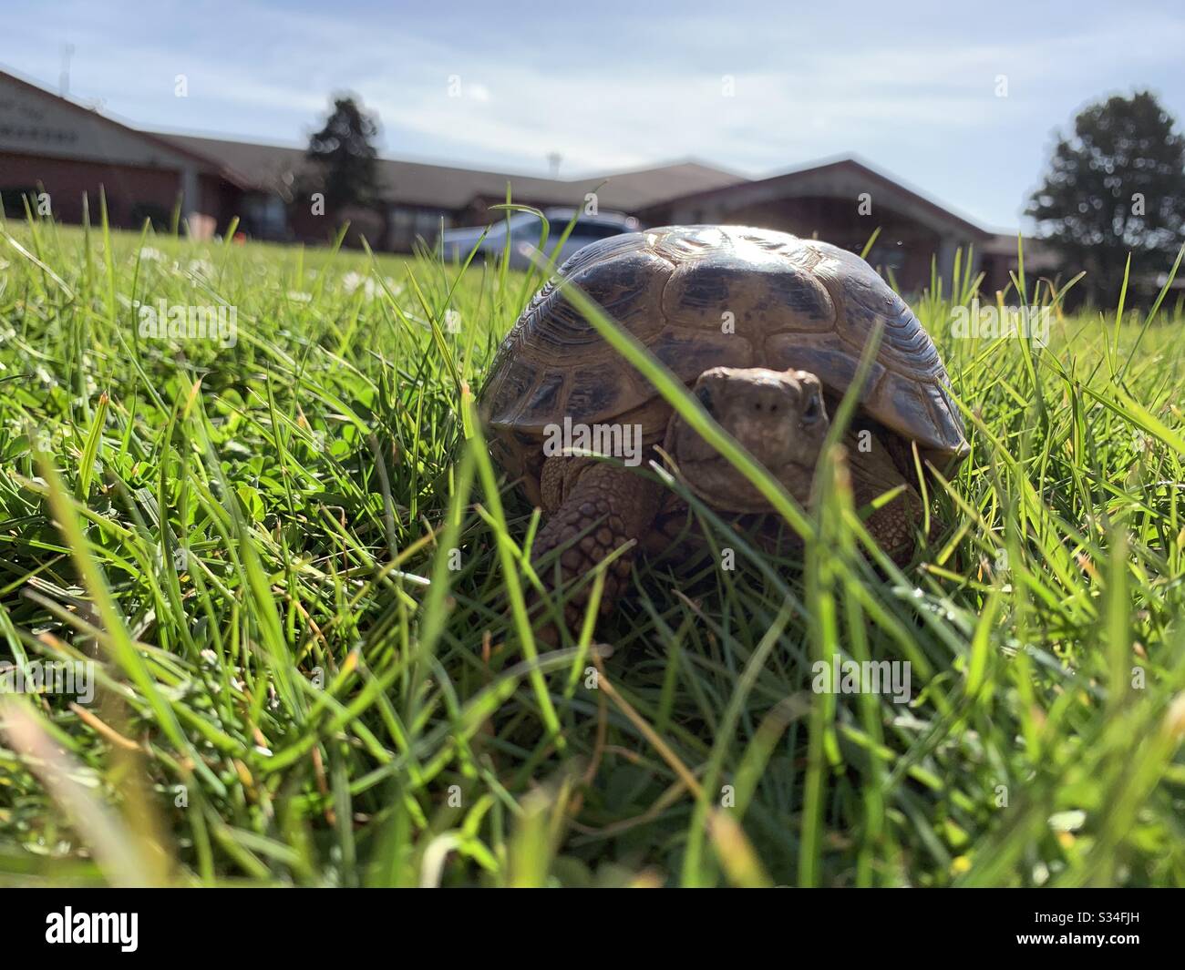 Turtle grass hi-res stock photography and images - Alamy