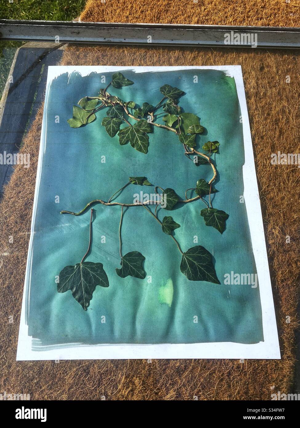 Cyanotype exposure hi-res stock photography and images - Alamy