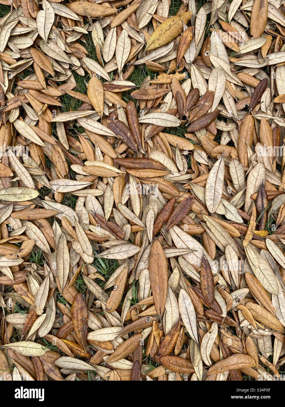 Background of live oak trees shedding for new spring foliage Stock ...