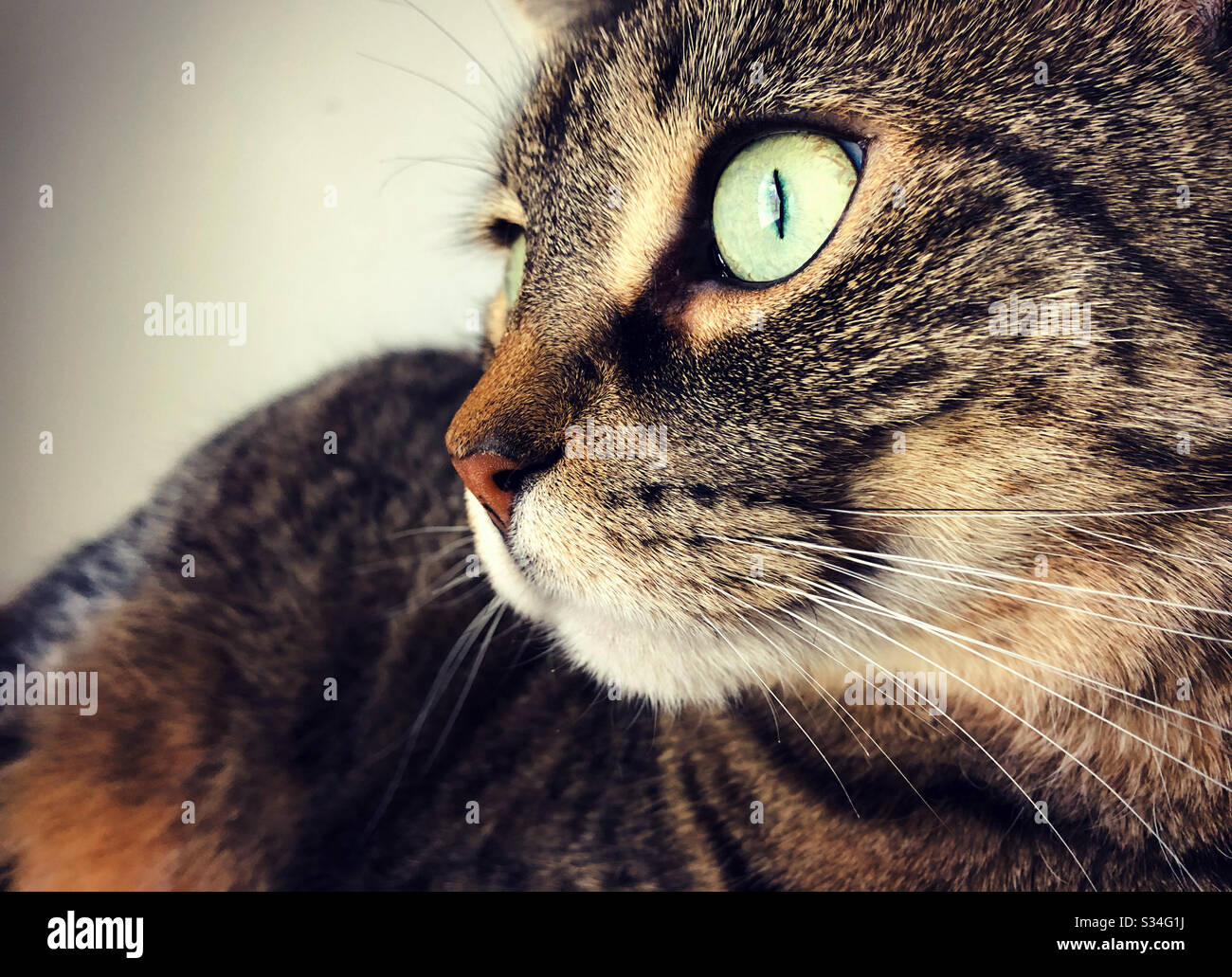Close up tabby profile Stock Photo - Alamy
