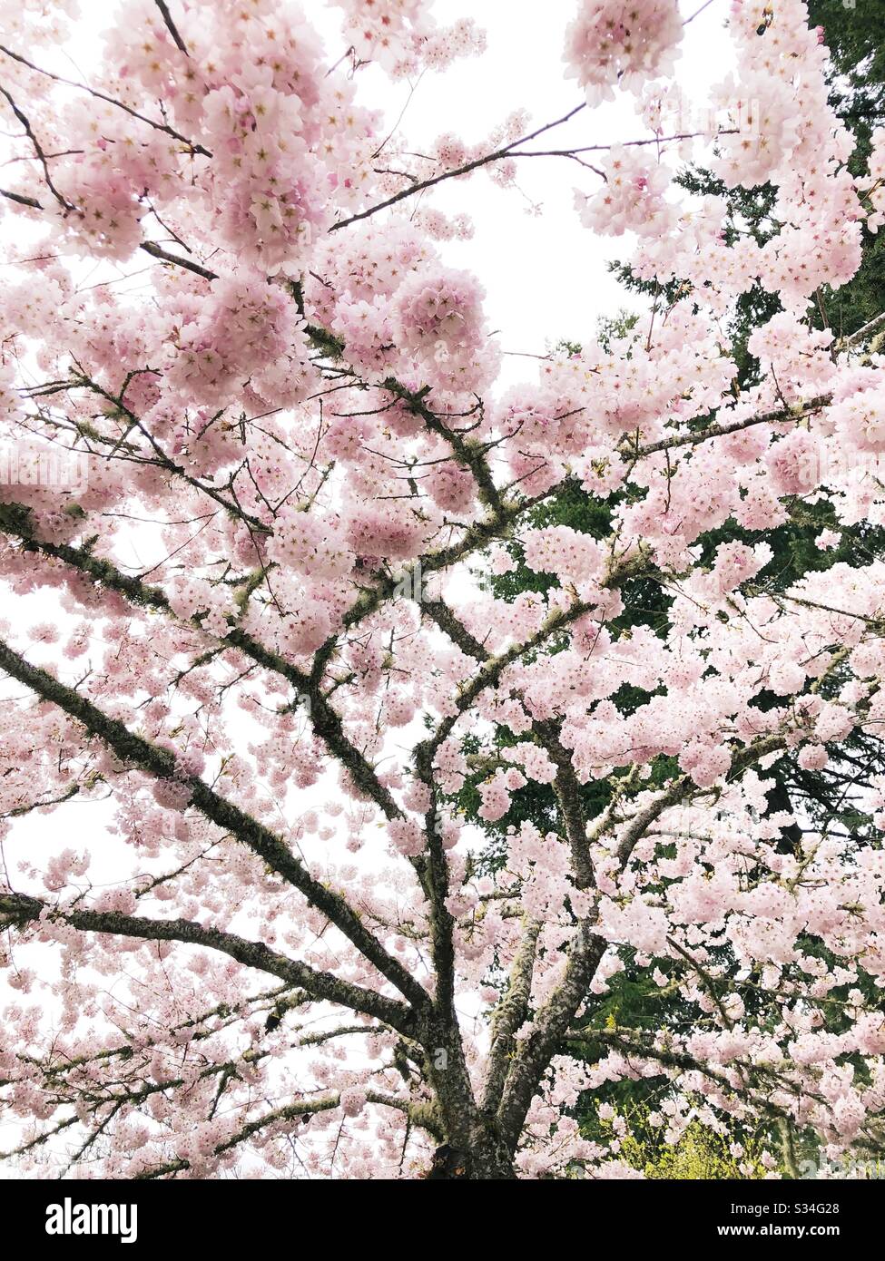 Cherry blossom tree in bloom Stock Photo - Alamy