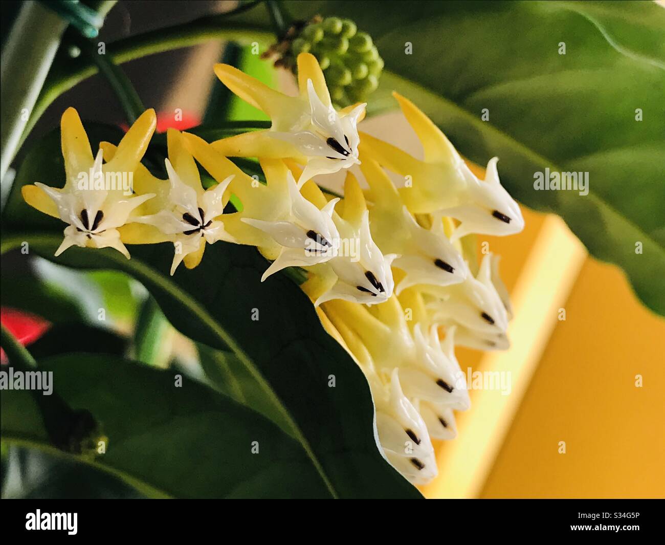 Cummings wax flower hi-res stock photography and images - Alamy