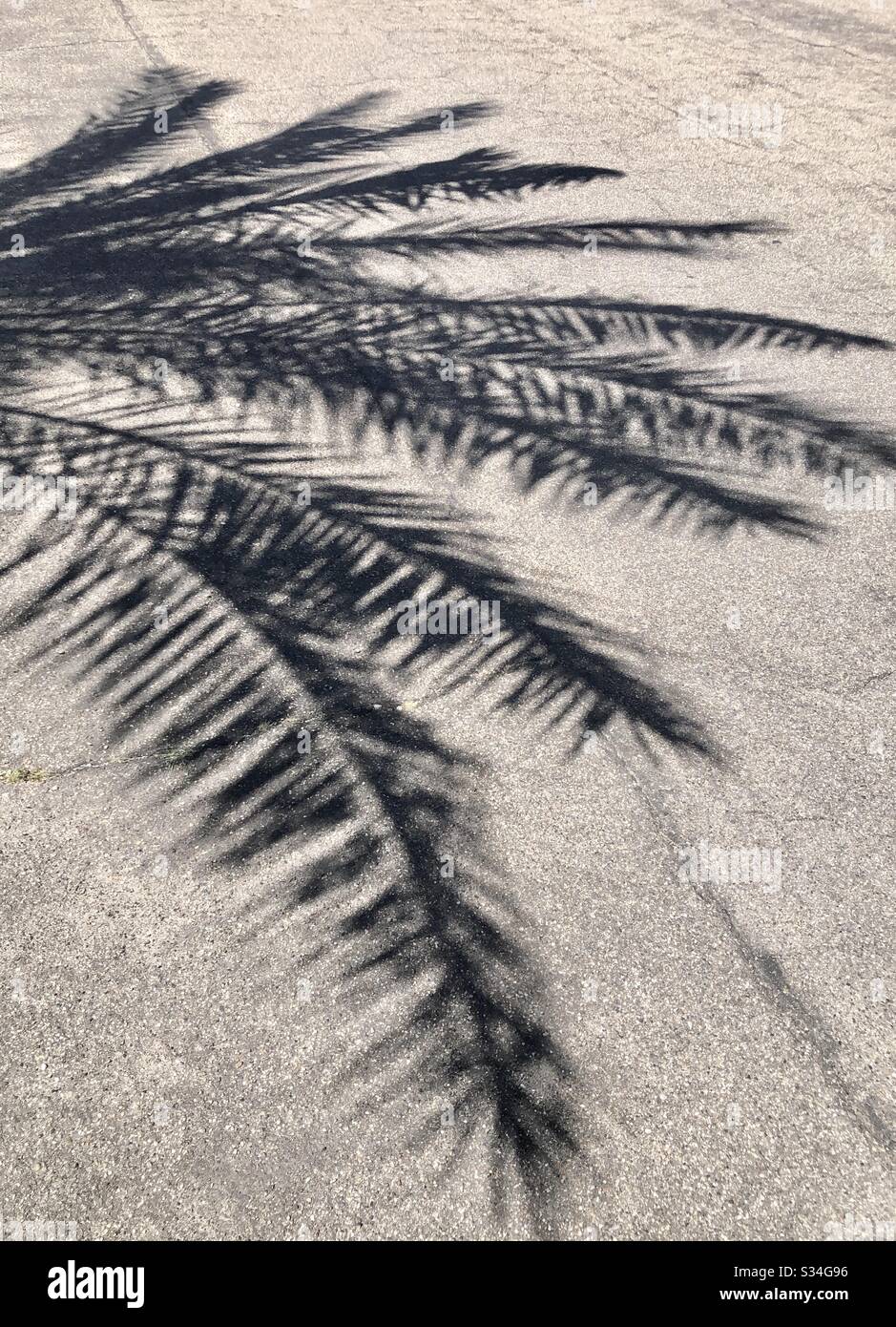 Palm tree fronds hi-res stock photography and images - Alamy Palm tree fronds hi-res stock photography and images - Alamy