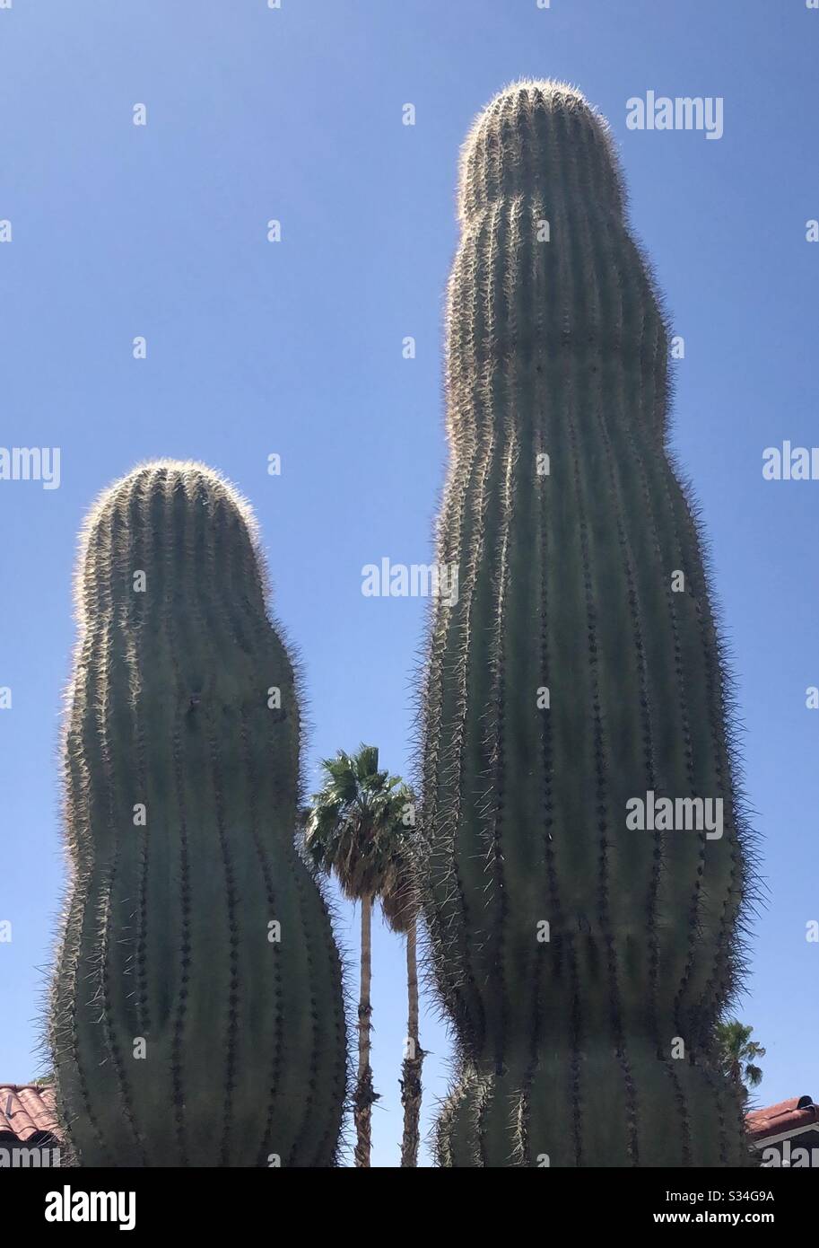 Saguaro cactus, single plant, tall, desert plant, natural nature ...