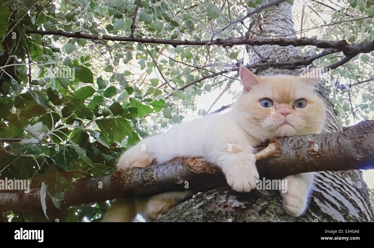 Midget cat hi-res stock photography and images - Alamy