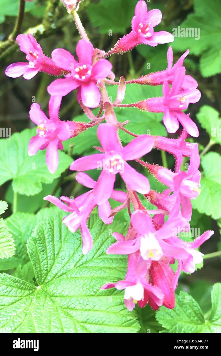 Ribes flowers hi-res stock photography and images - Alamy