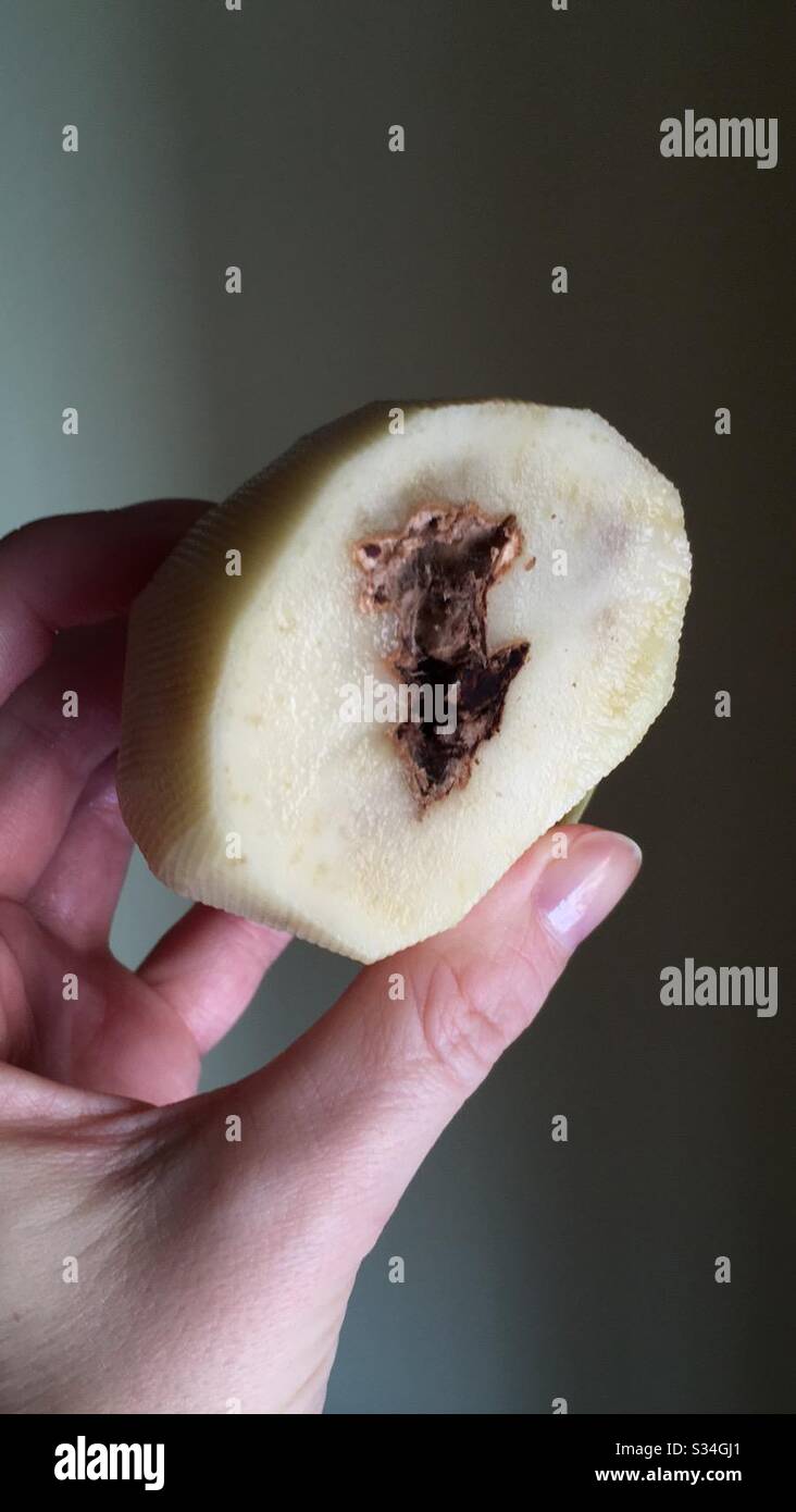 Spoiled Potato High Resolution Stock Photography and Images - Alamy