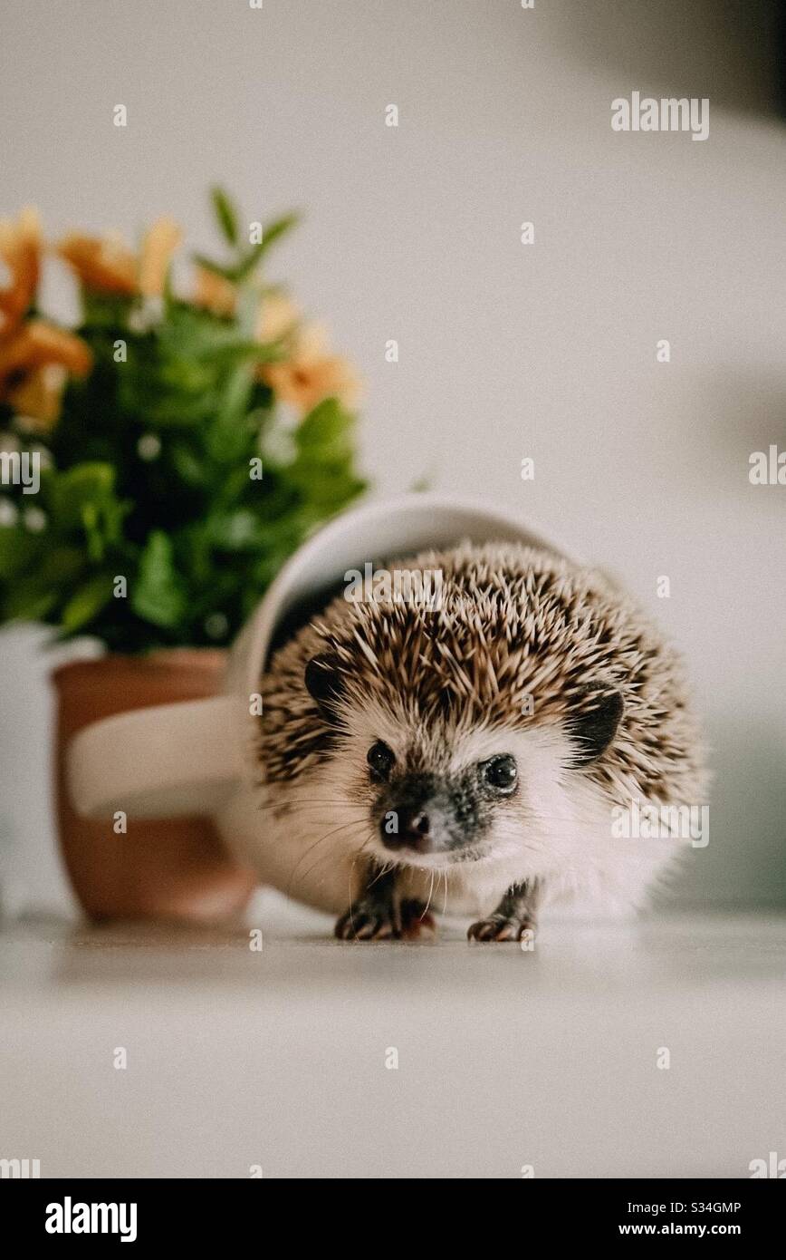 Spring vibes hi-res stock photography and images - Alamy