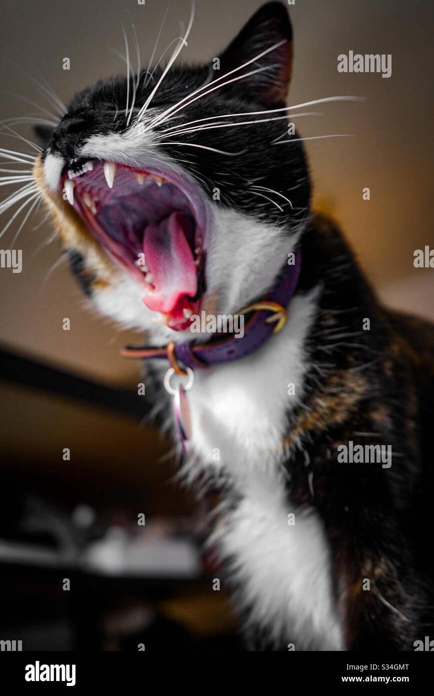 Kitten meow hi-res stock photography and images - Alamy