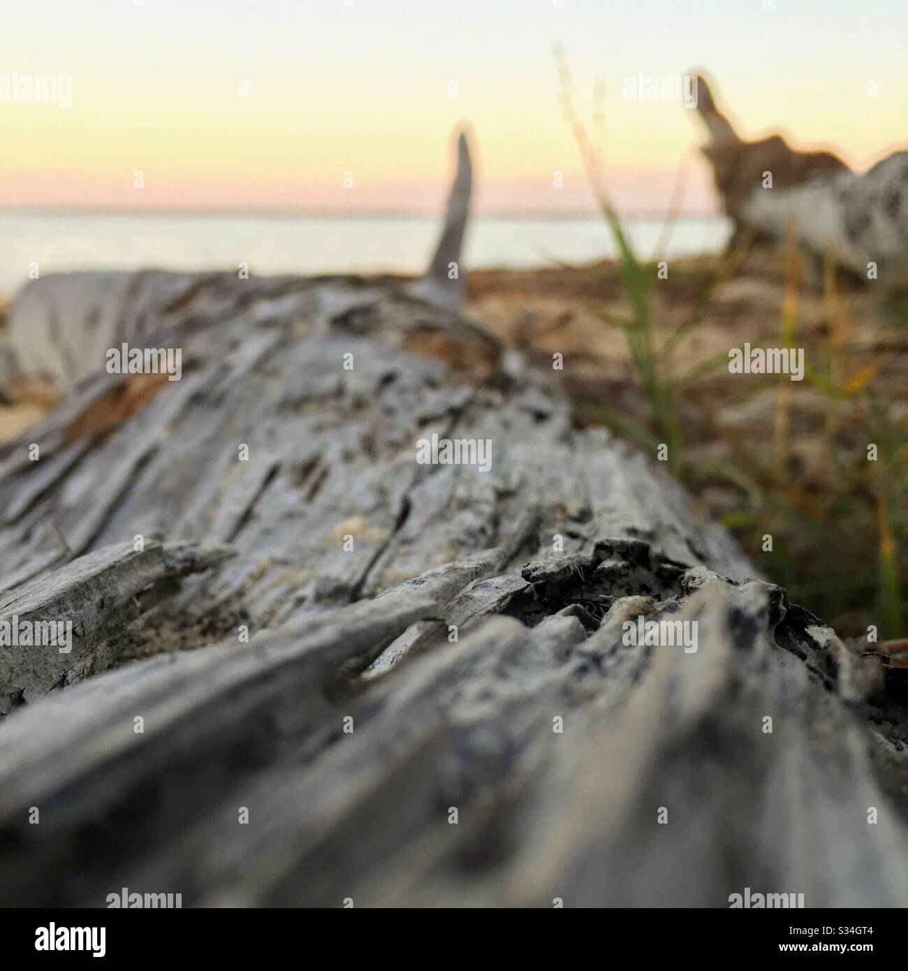 Beach drift wood hi-res stock photography and images - Alamy