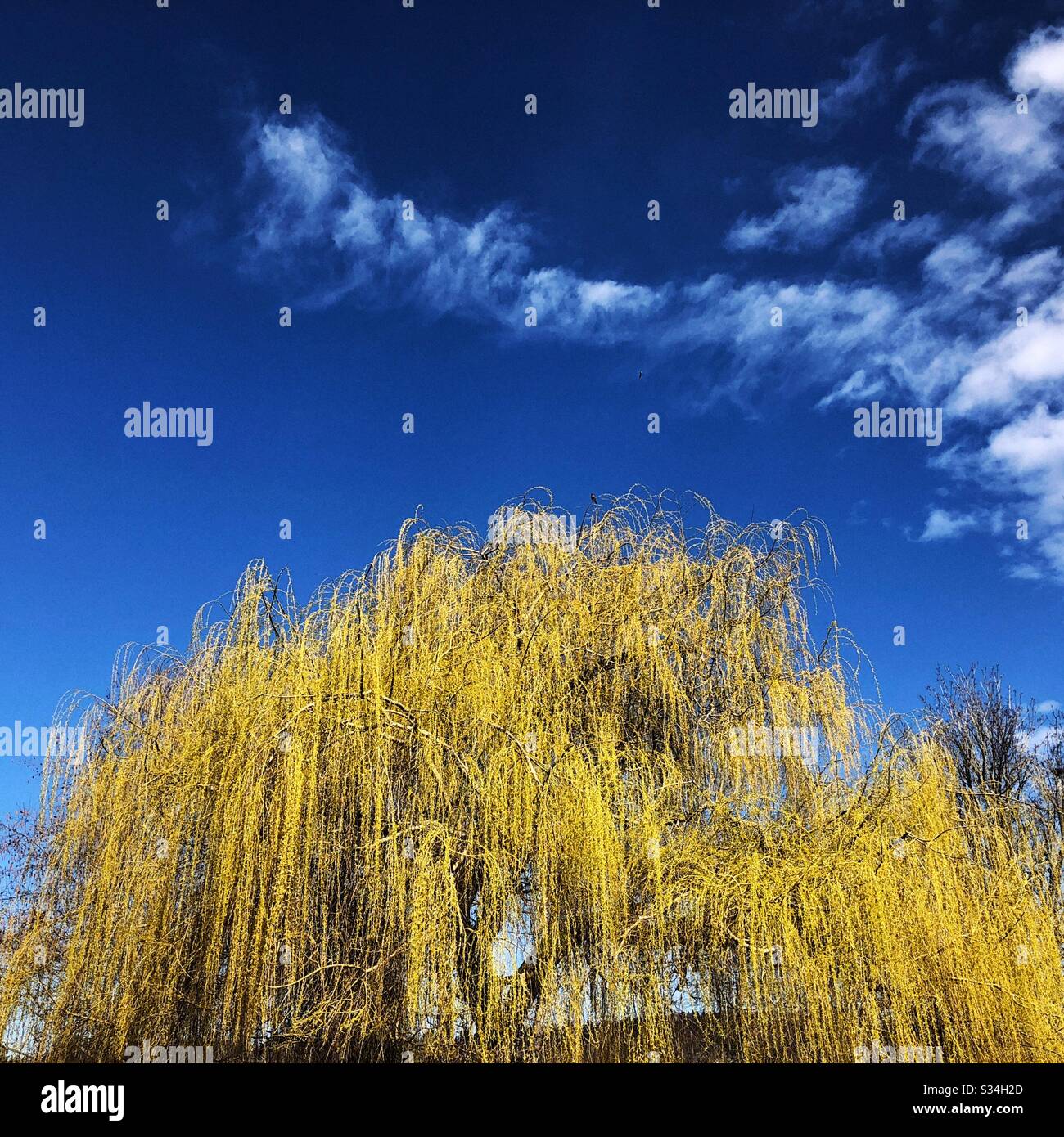 Old willow tree hi-res stock photography and images - Alamy