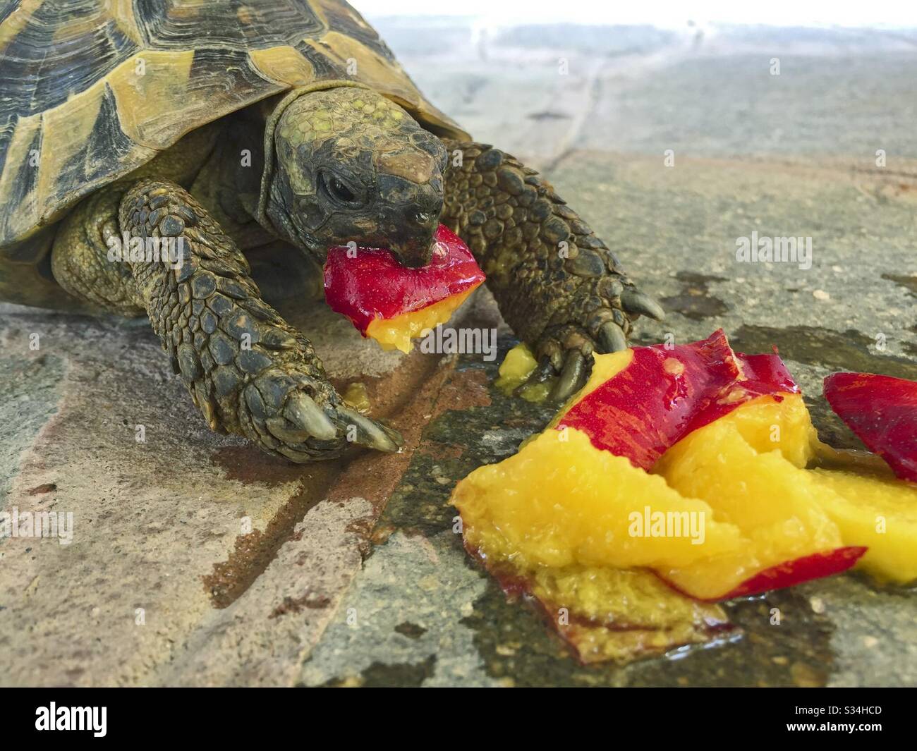 Tortoise Eating a Peach Fruit Stock Photo - Alamy