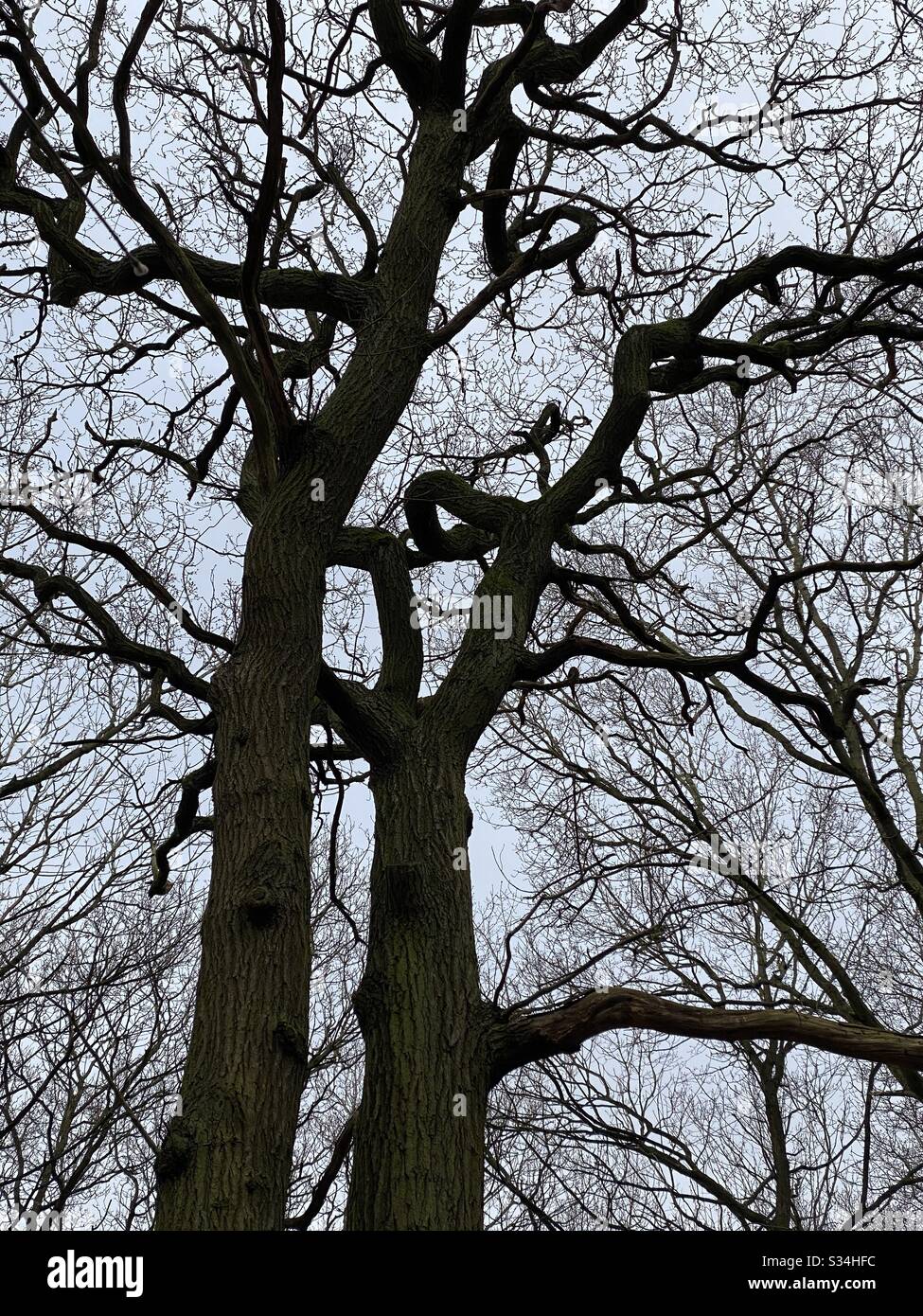 Trees twilight hi-res stock photography and images - Alamy