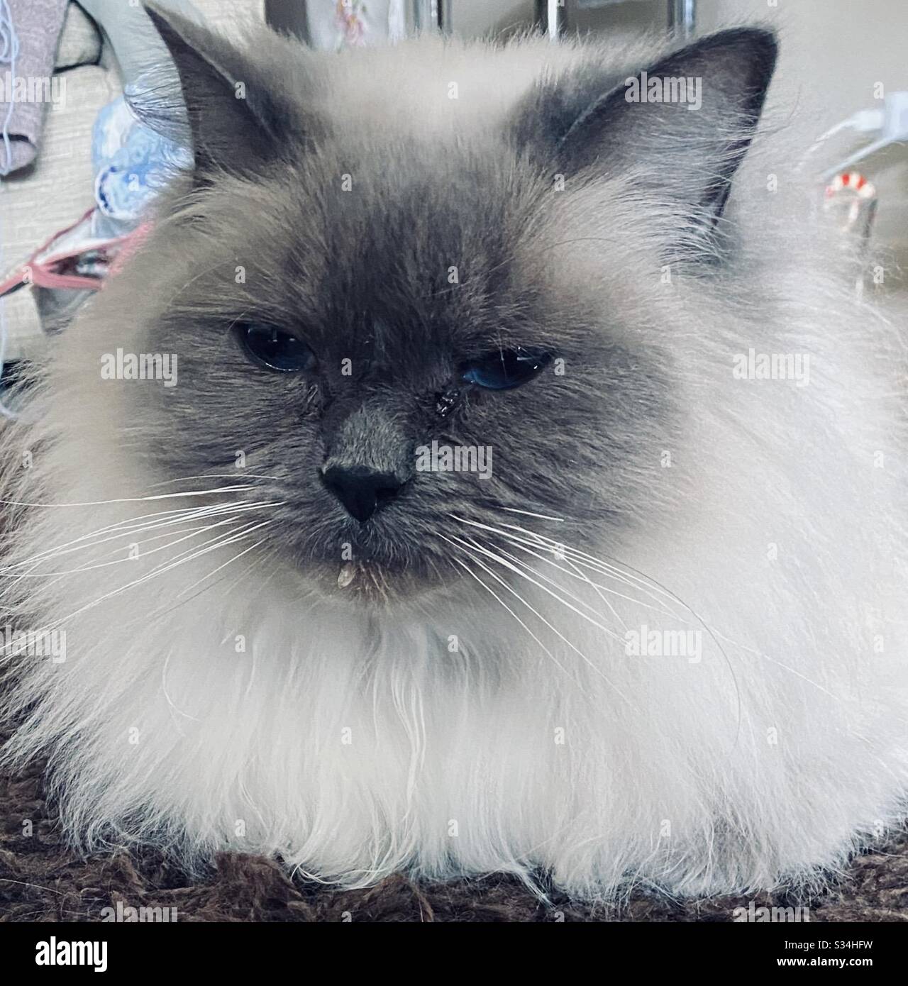 Rare cat breed hi-res stock photography and images - Alamy