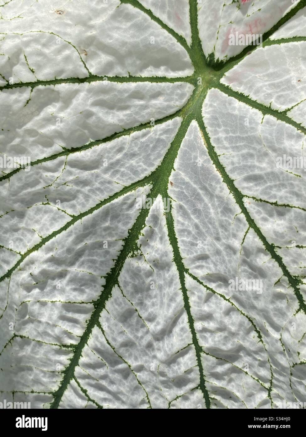 White calcium hi-res stock photography and images - Alamy