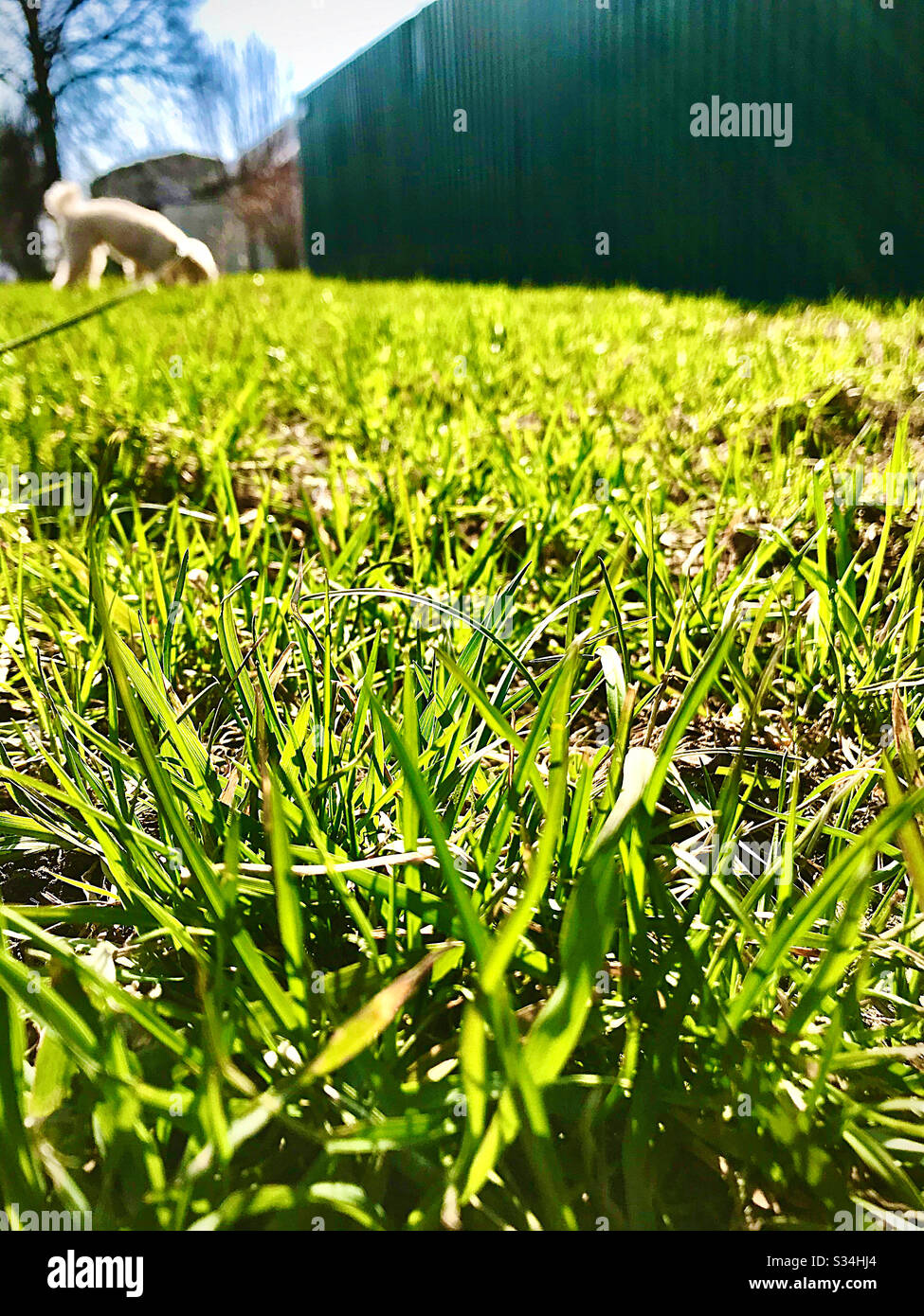 Spring bright green grass hi-res stock photography and images - Alamy