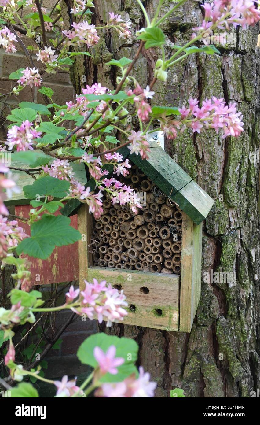 Insect hotel behind flowering currant flowers Stock Photo - Alamy