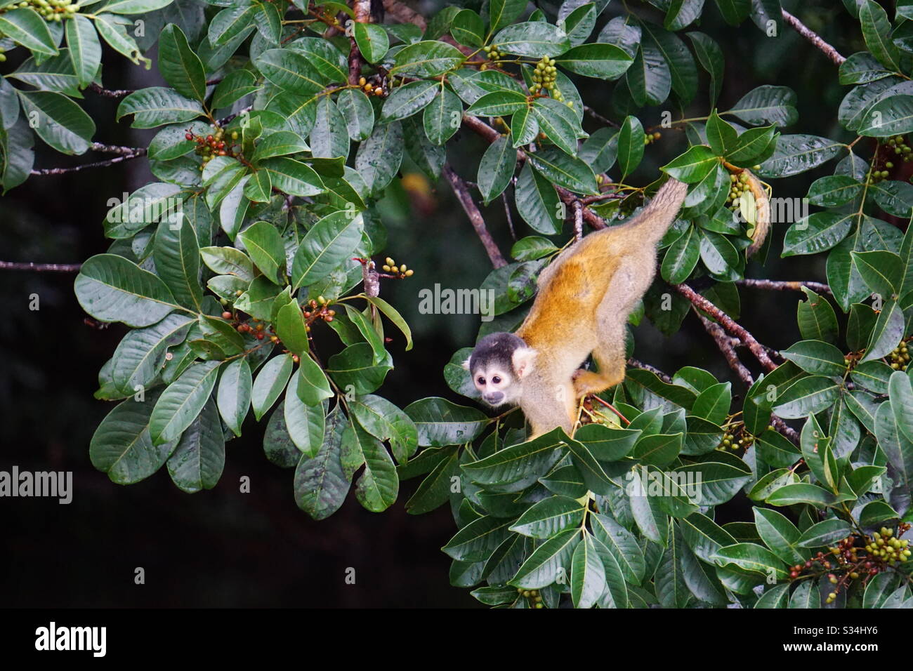 Peru monkey hi-res stock photography and images - Alamy