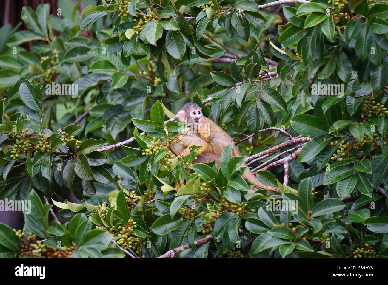 Peru monkey hi-res stock photography and images - Alamy