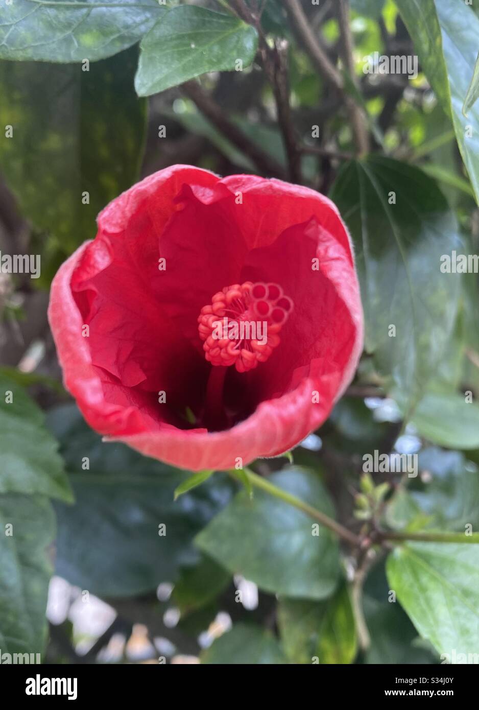 Spring flower red colors hi-res stock photography and images - Alamy