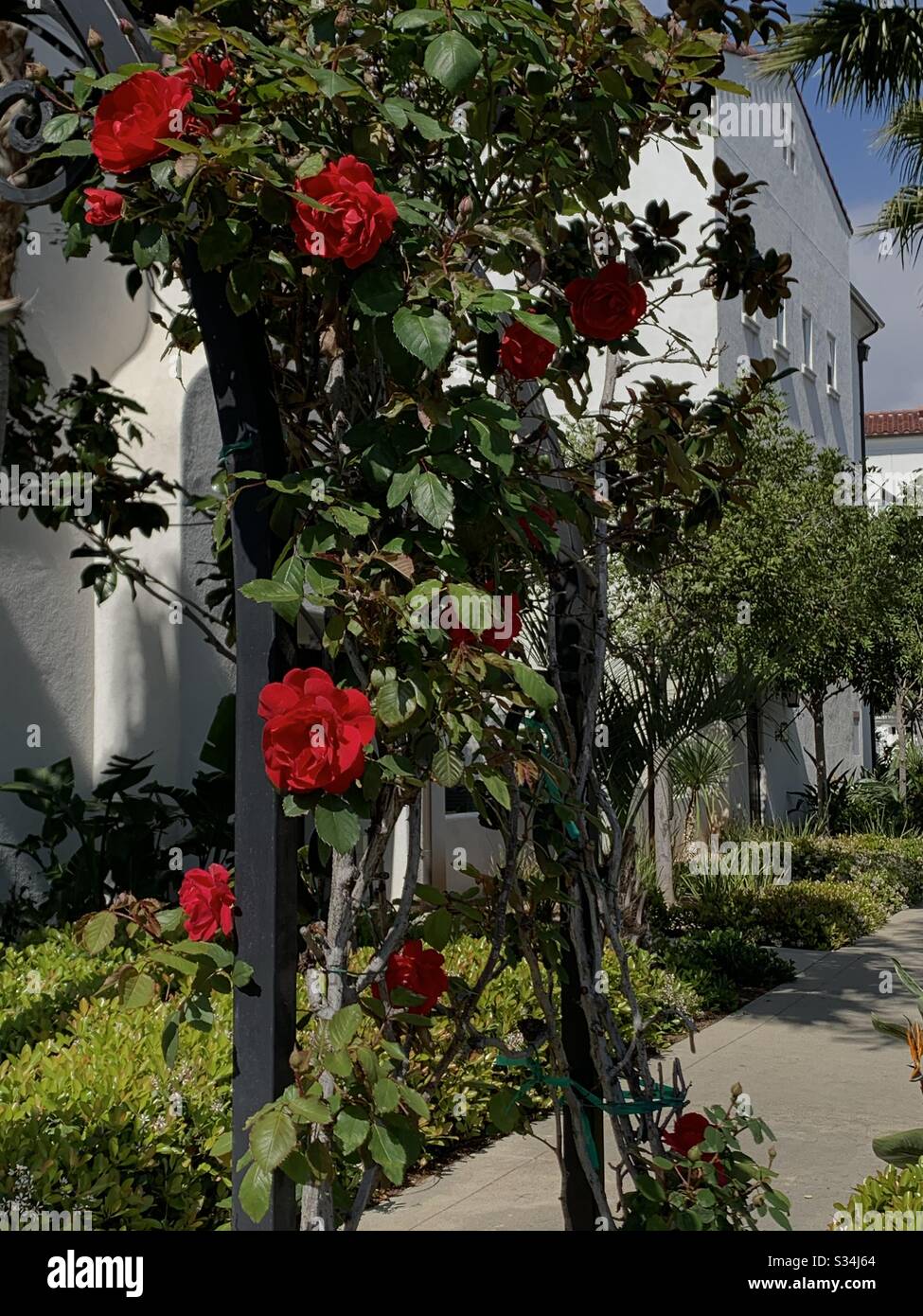 Vine Roses High Resolution Stock Photography and Images - Alamy