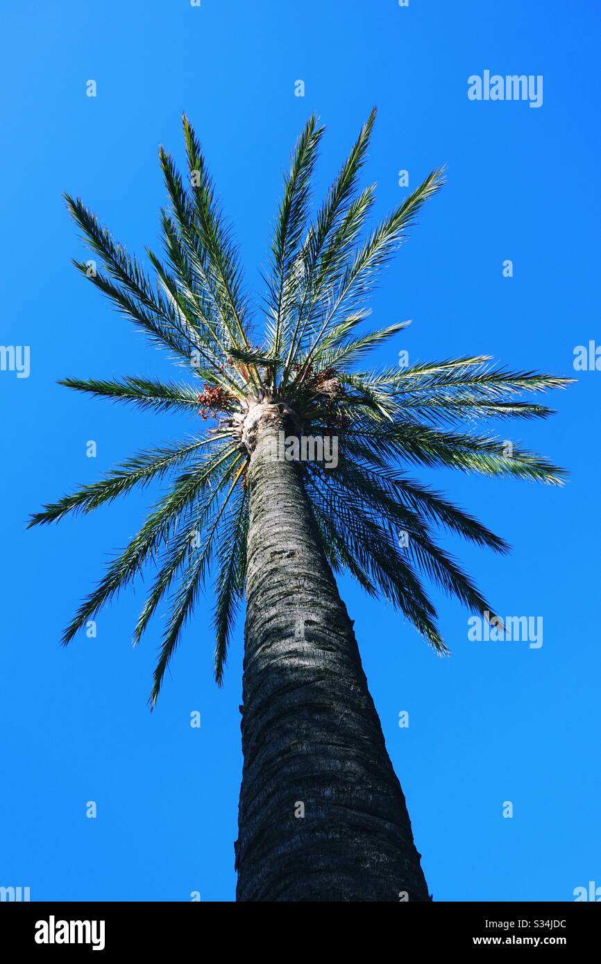Plam tree hi-res stock photography and images - Alamy