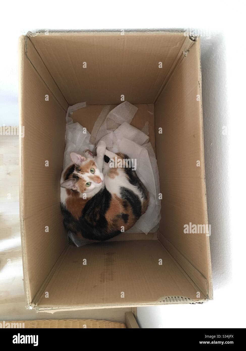 Cat in a box looking up Stock Photo - Alamy