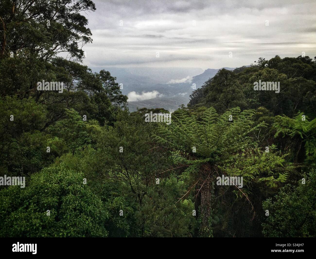 Clearing mist in the Jamison Valley, Blue Mountains National Park, NSW ...