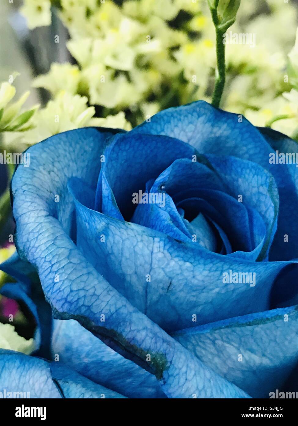 Beautiful blue colour dye rose flower with a filler flower beside ...