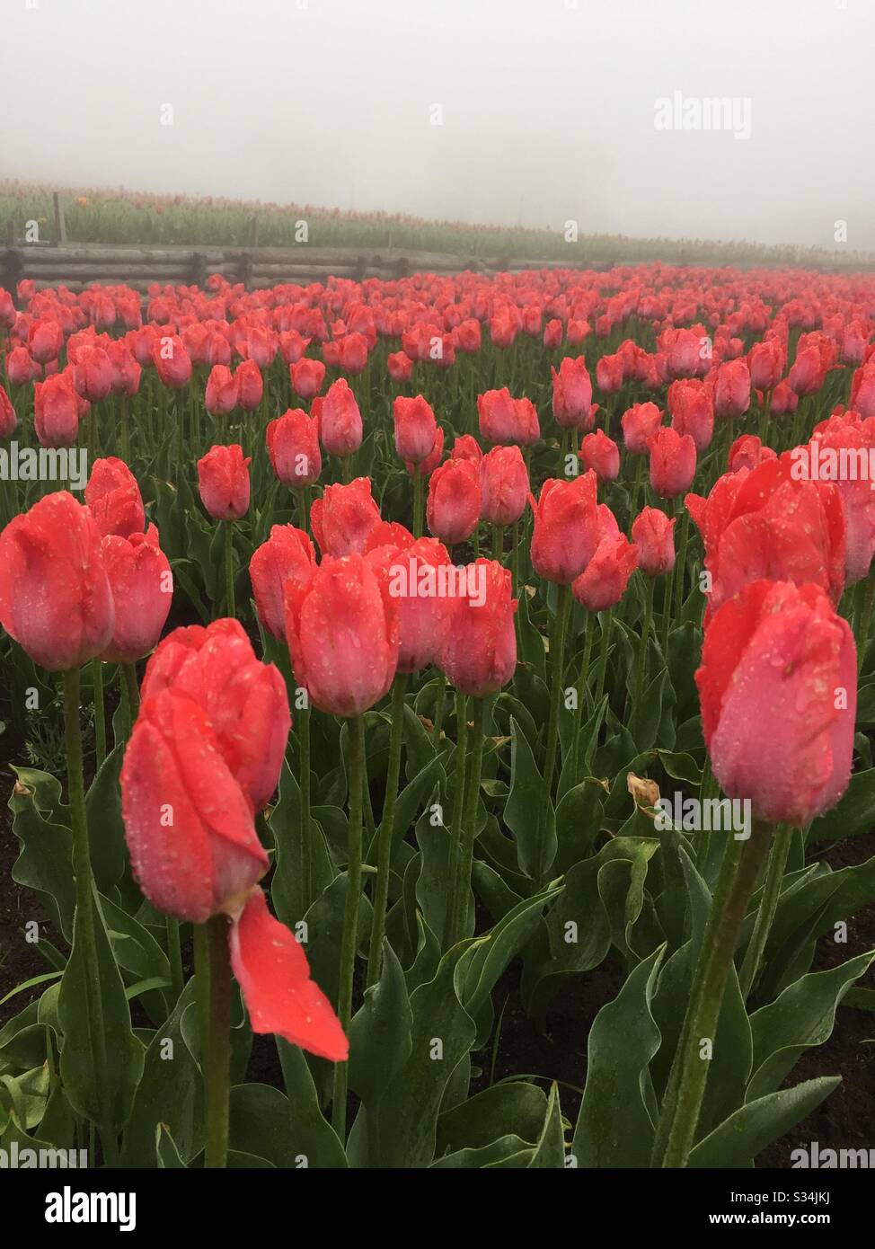 Tulip sea hi-res stock photography and images - Alamy