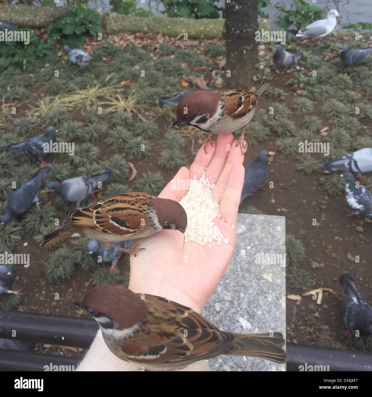 sparrows eating rice Stock Photo - Alamy