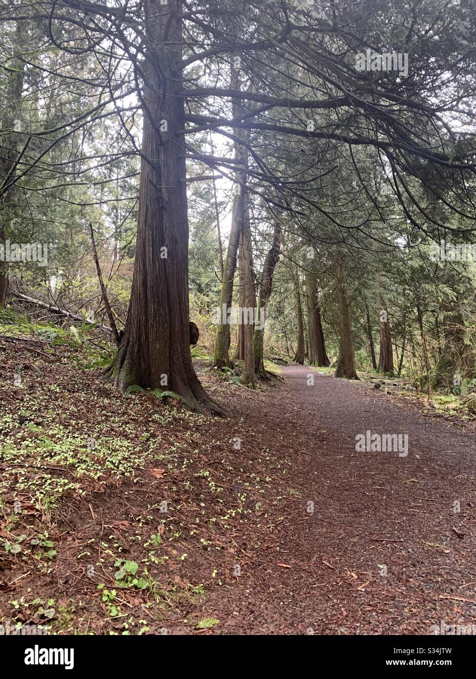 Beautiful_trees hi-res stock photography and images - Alamy