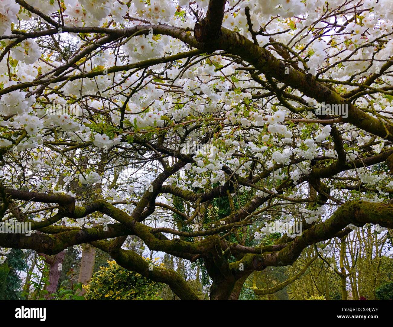 Branches of blossom hi-res stock photography and images - Alamy