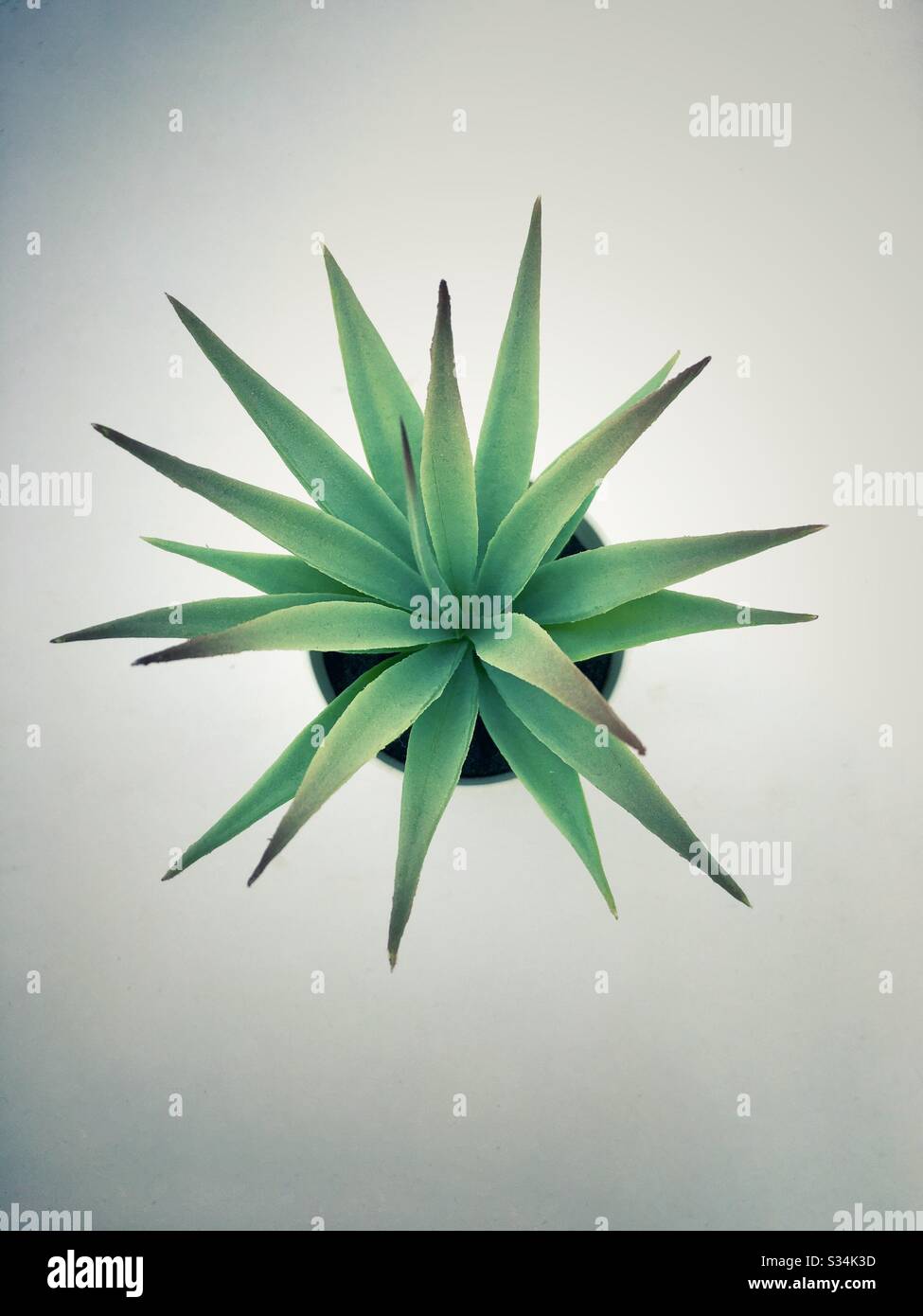 Overhead view plant hi-res stock photography and images - Alamy