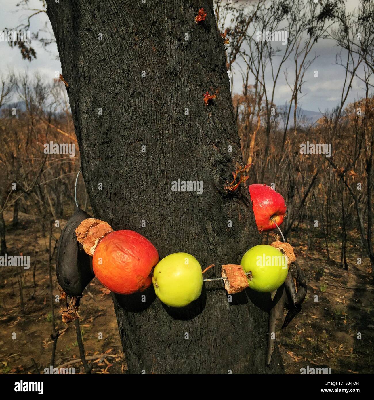 Charred fruit hi-res stock photography and images - Alamy