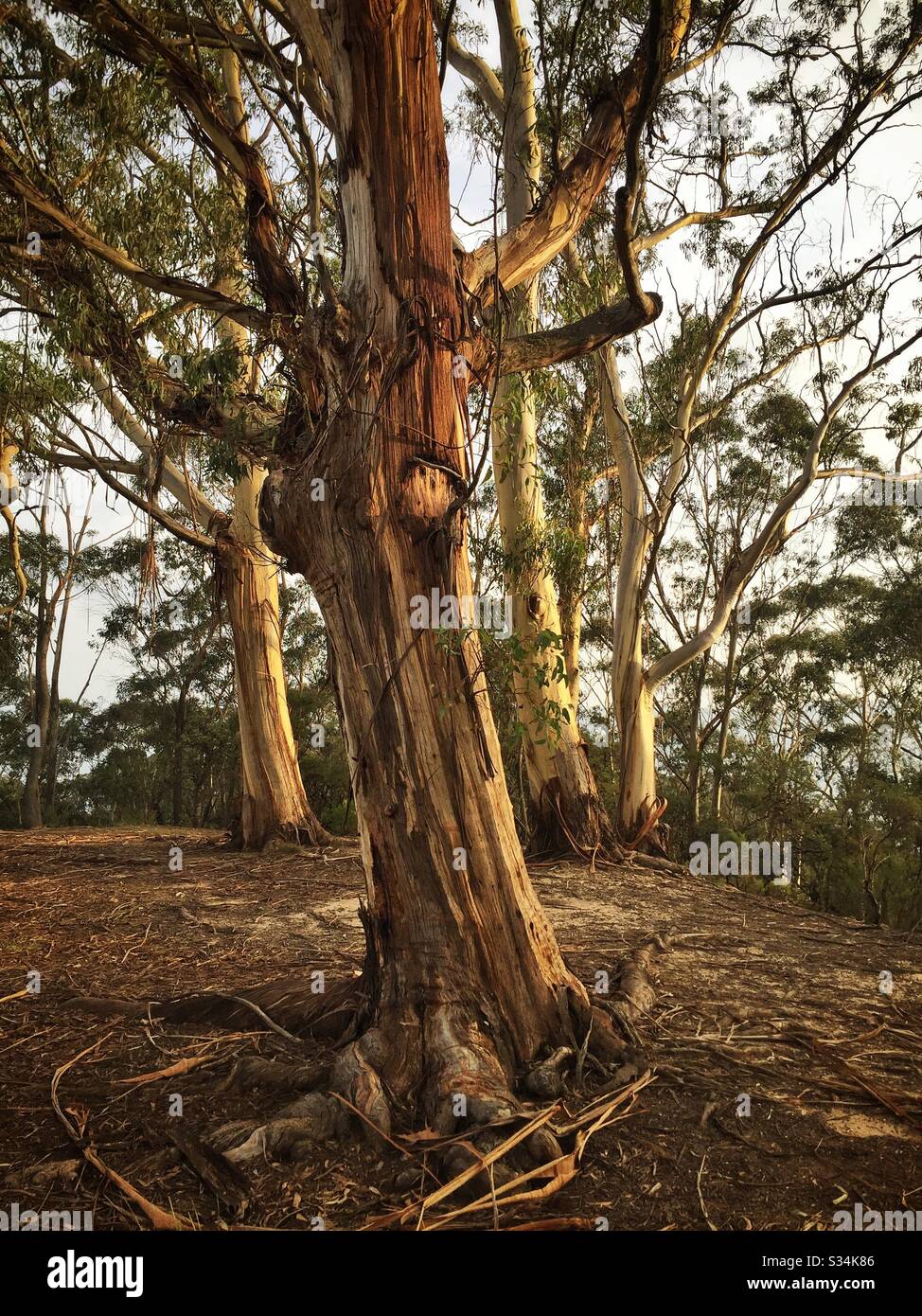 A stand of Blue Mountains Ash trees in late afternoon light, Leura, NSW ...