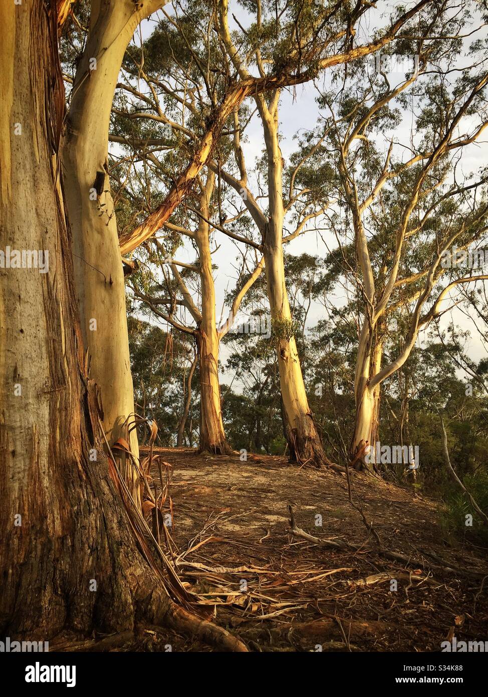 Stand of gum trees in australia hi-res stock photography and images - Alamy