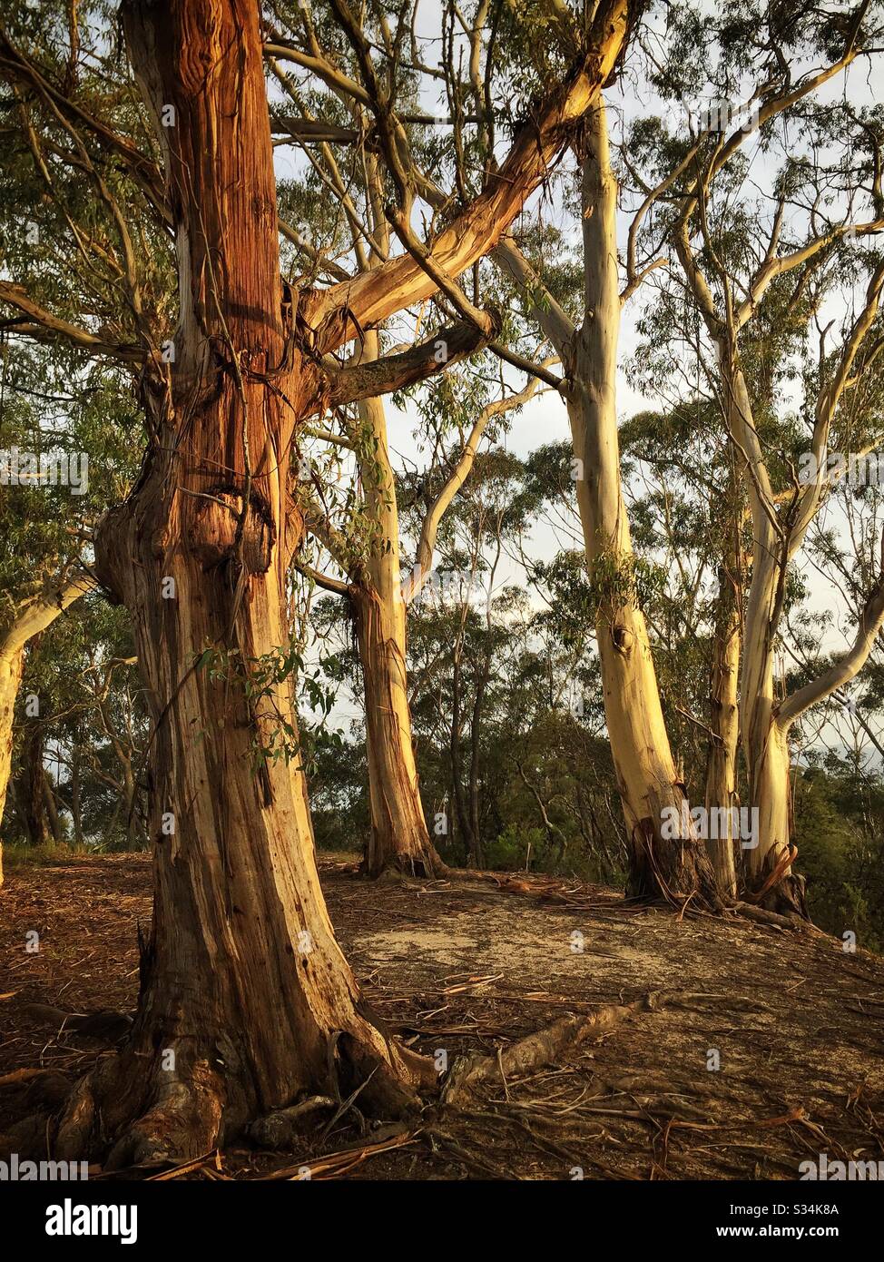A stand of Blue Mountains Ash trees in late afternoon light, Leura, NSW ...
