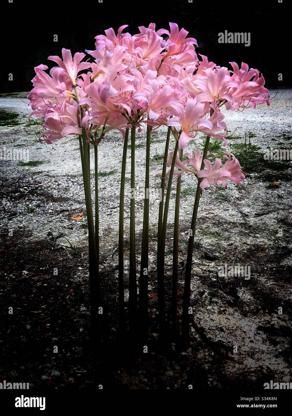 Surprise lilies hi-res stock photography and images - Alamy