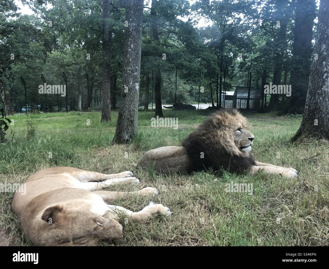 Longleat safari park hi-res stock photography and images - Alamy