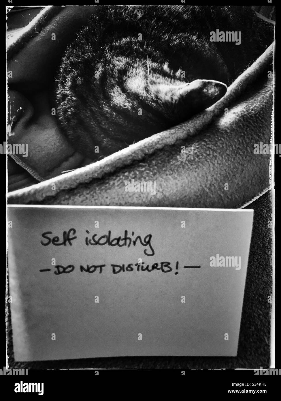 Sleeping cat with Do not disturb sign Stock Photo - Alamy