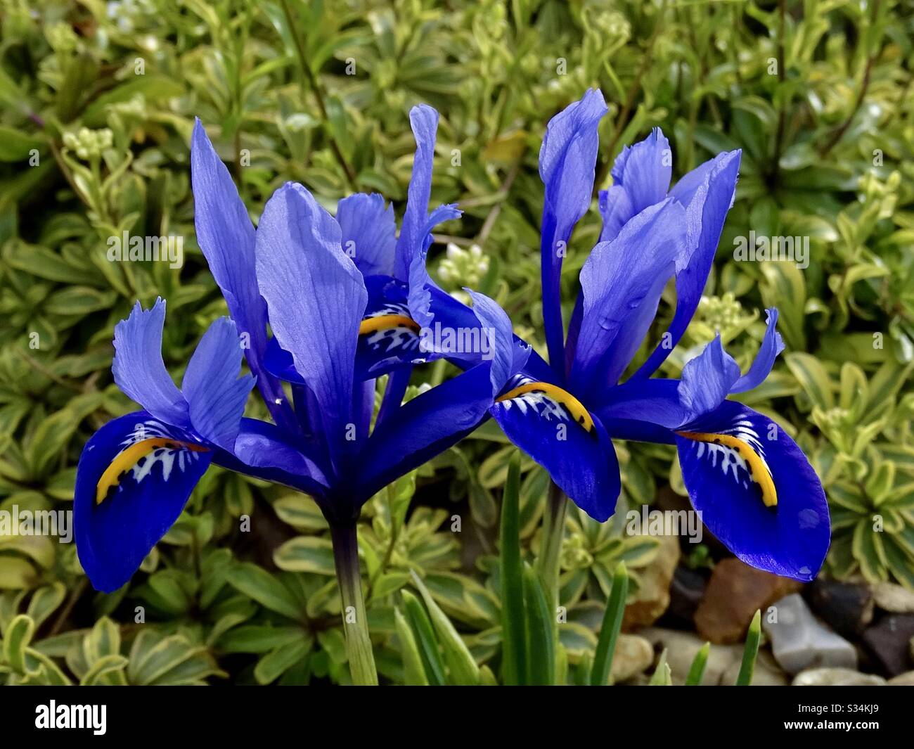 Blue iris flowers hi-res stock photography and images - Alamy