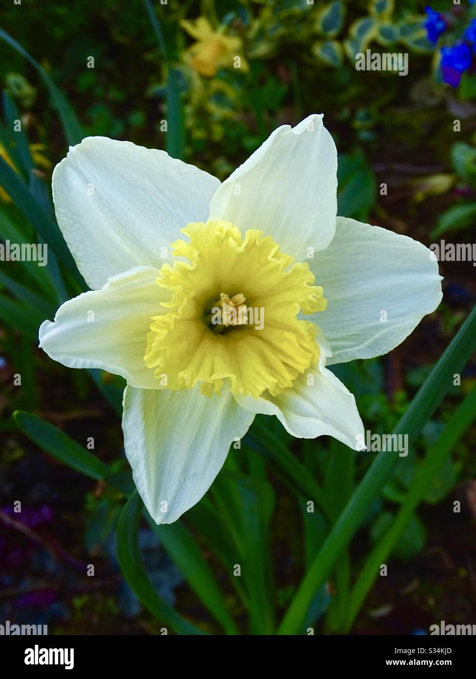 Beautiful single daffodil flower in the spring sunshine in England ...